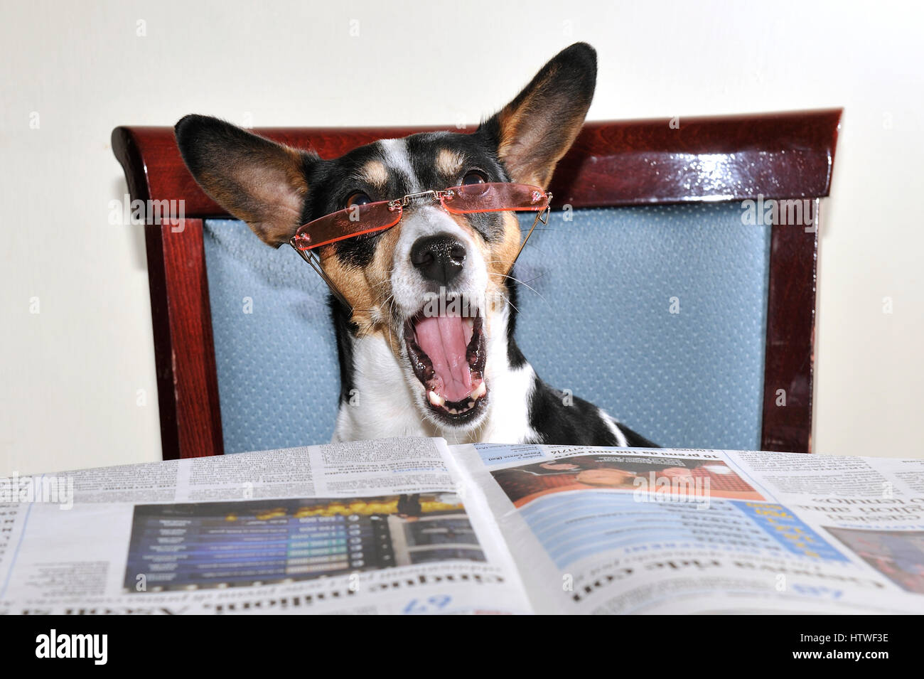 Portrait of Jack Russell dog reading book Stock Photo - Alamy