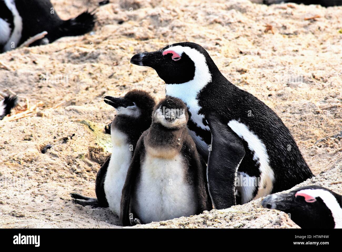 Jackass penguins Boulders Beach South Africa Stock Photo - Alamy