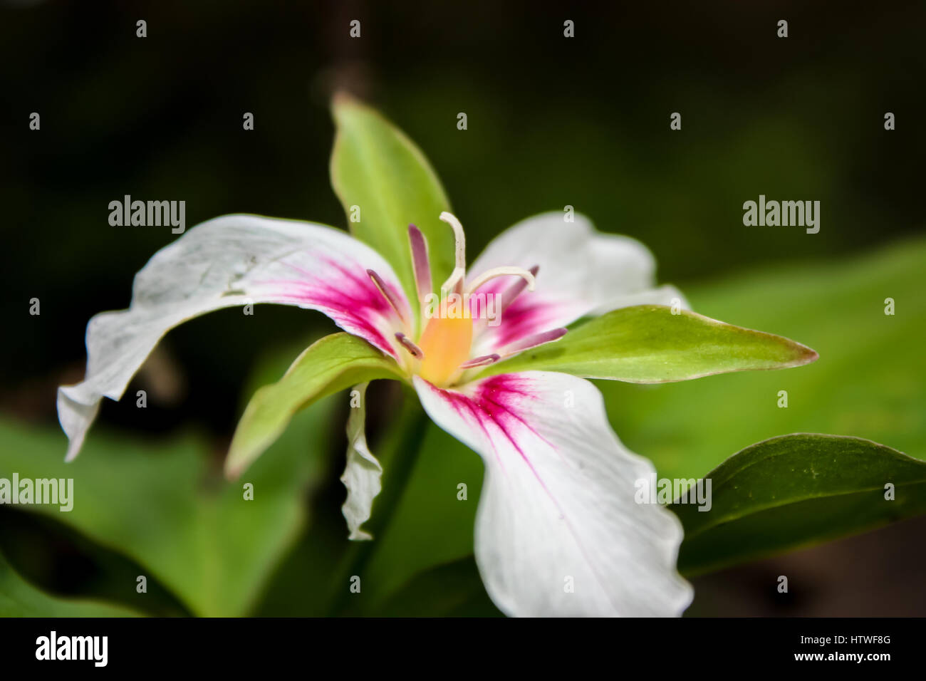 white and pink trillium in the woods Stock Photo - Alamy