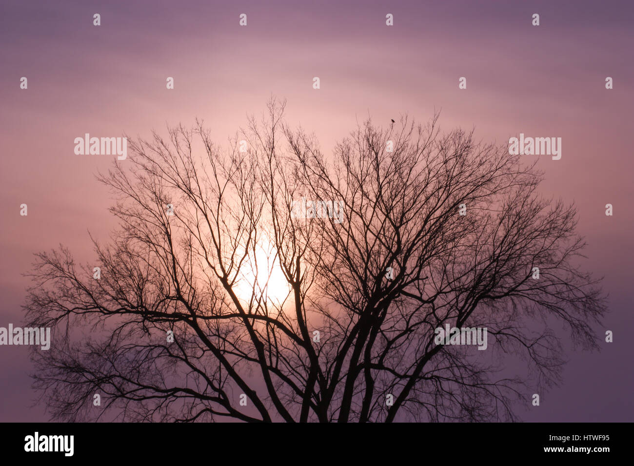 Lonely crow hi-res stock photography and images - Alamy