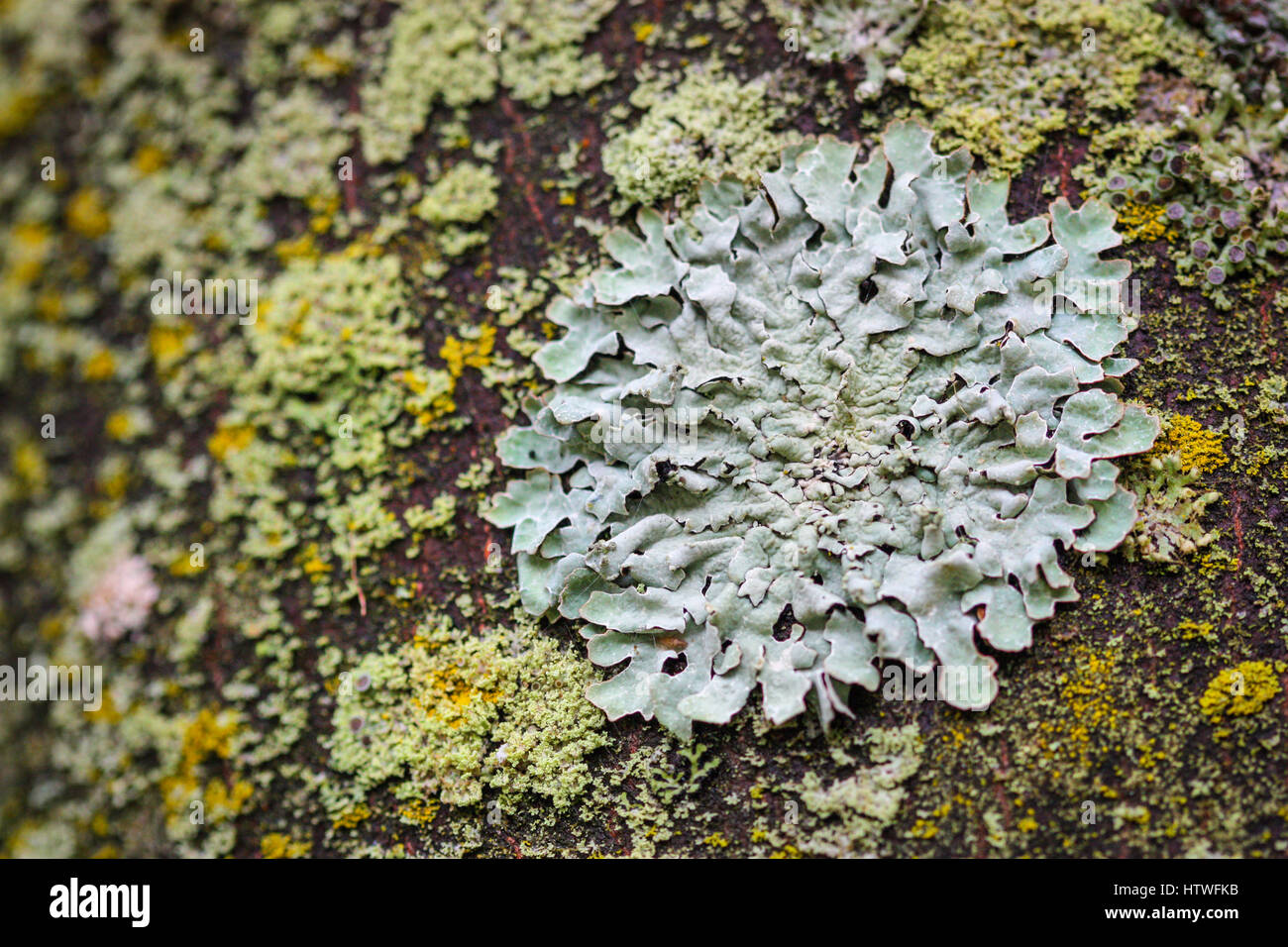 circle mold on a rock Stock Photo - Alamy