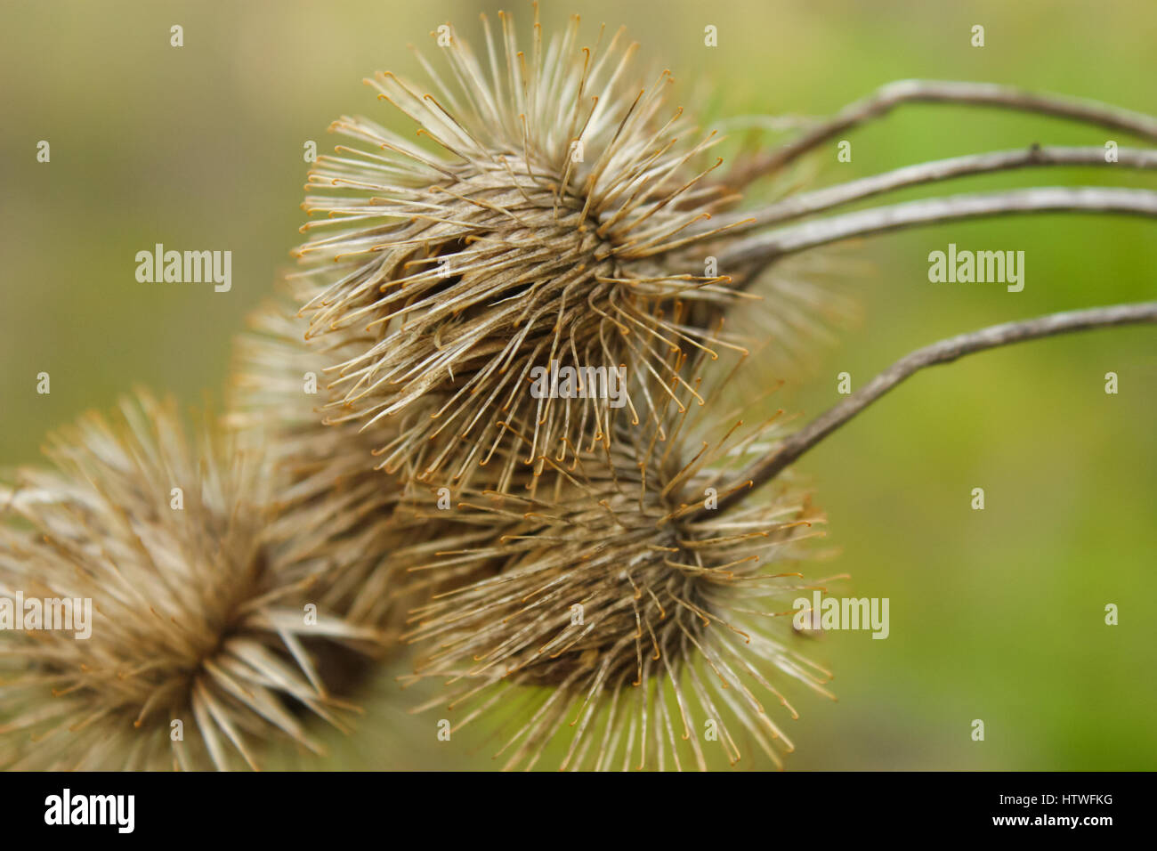 Lesser burdock seed bur hi-res stock photography and images - Alamy