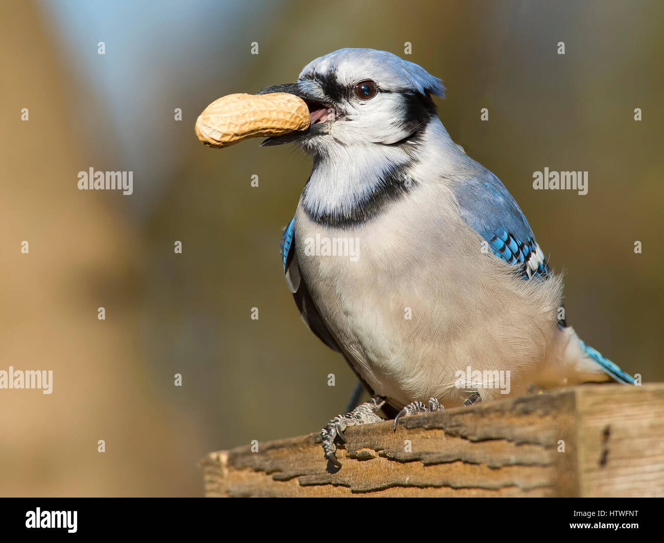 Blue Jay Eating Peanut Stock Photo - Alamy