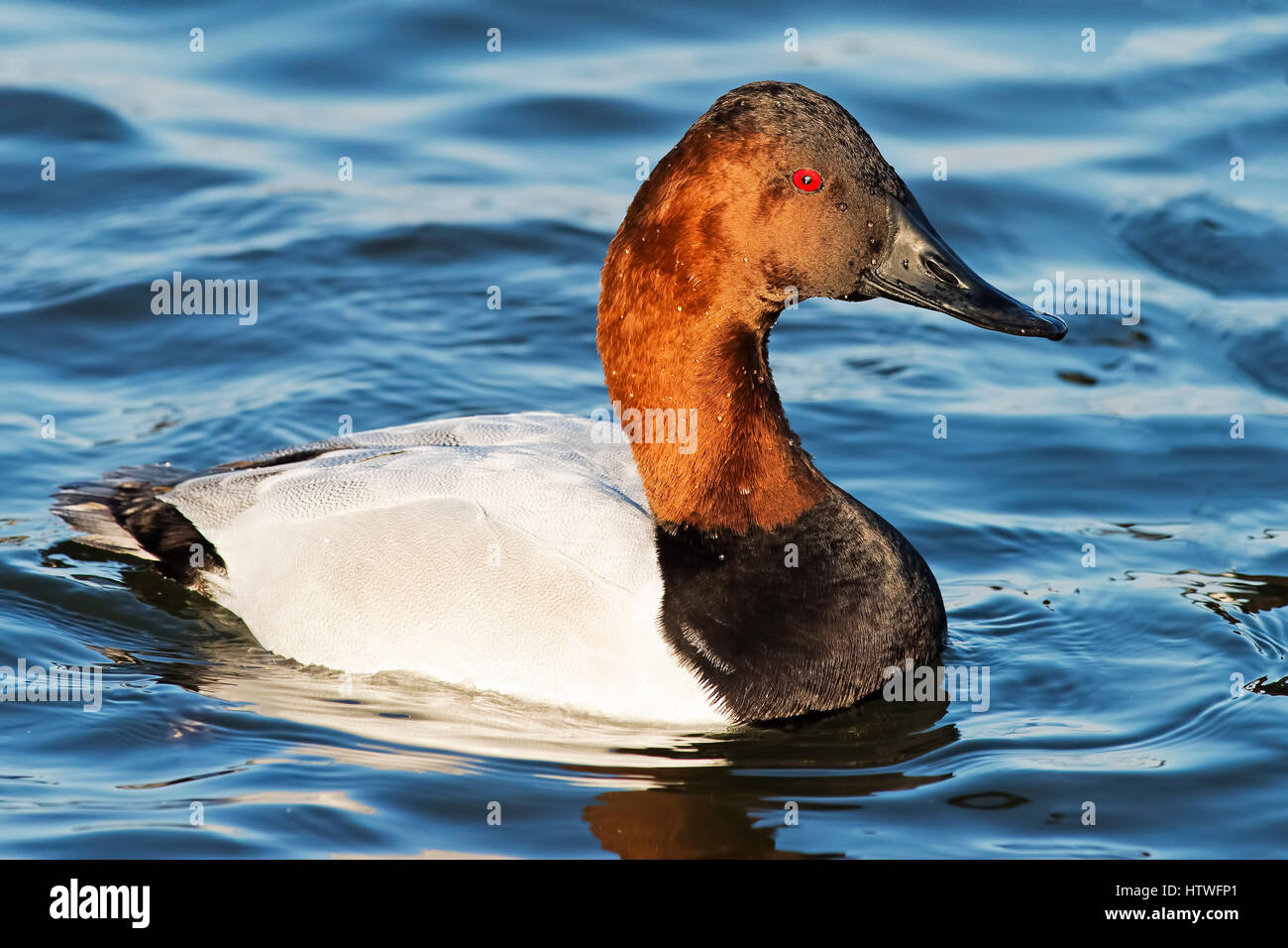Male Canvasback Duck Stock Photo - Alamy