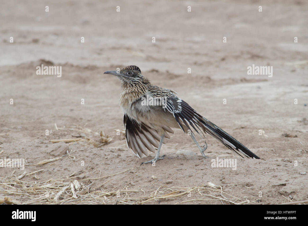 Greater Roadrunner stretching Stock Photo - Alamy