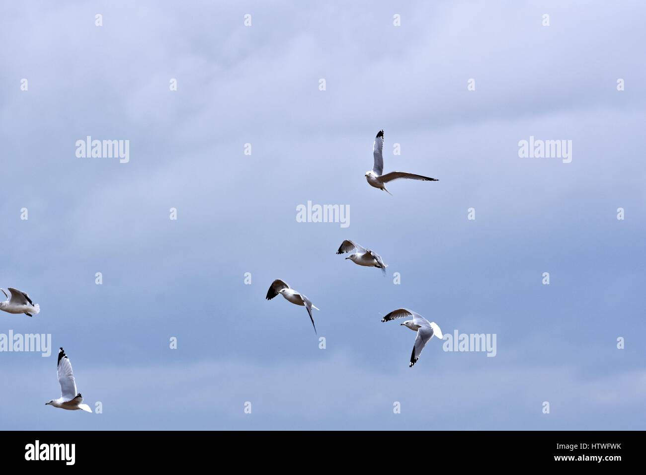 Gull's (Laridae) flying across the beach at Sandy Point State Park ...