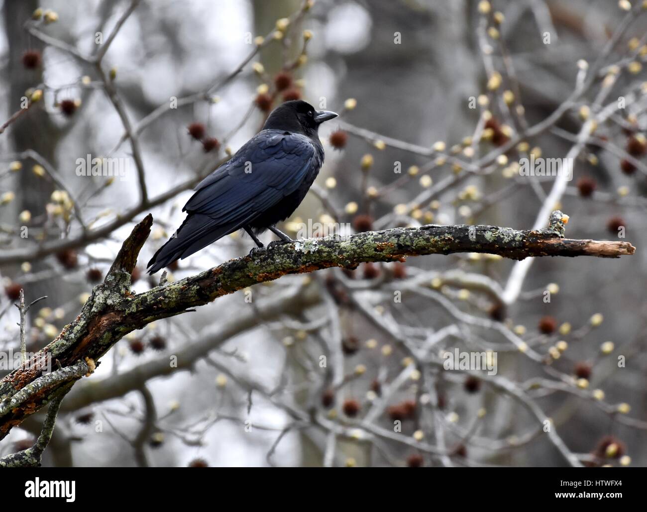 A crow (Corvus) perched on a tree branch Stock Photo - Alamy