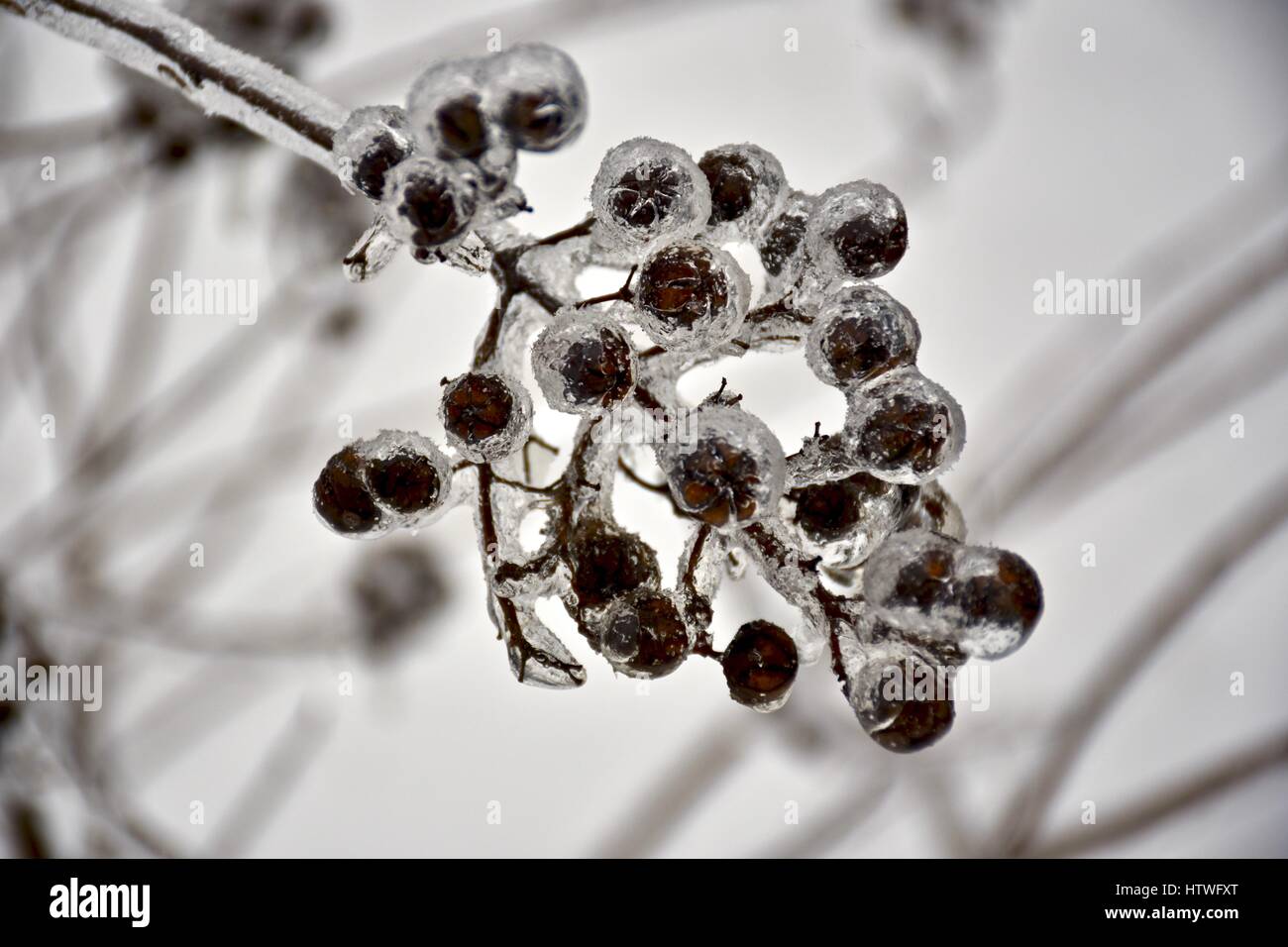 Frozen berries hi-res stock photography and images - Alamy