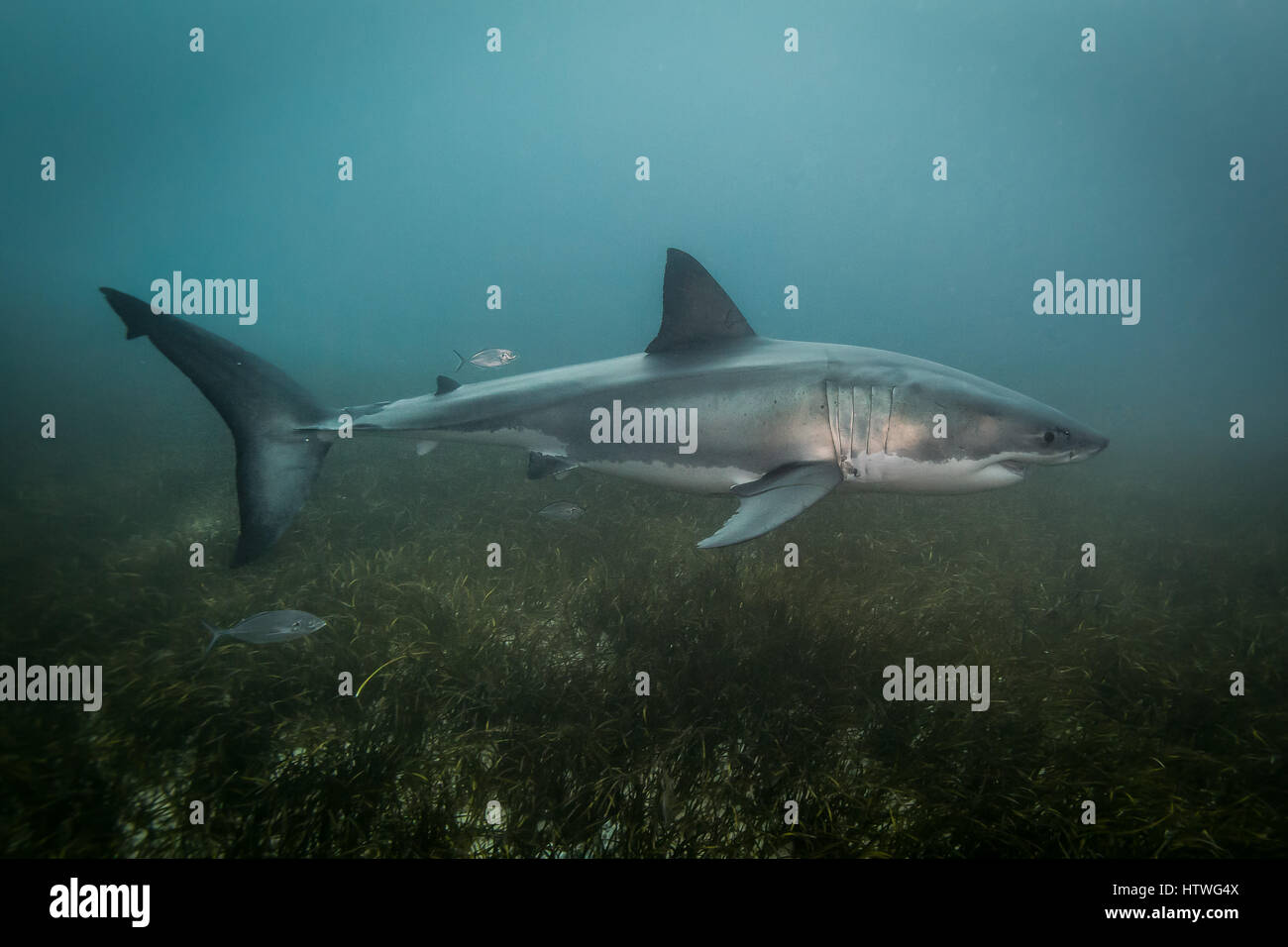 Great White Shark (Carcharodon carcharias Stock Photo - Alamy