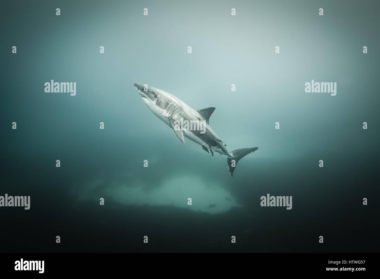 Great White Shark (Carcharodon carcharias Stock Photo - Alamy