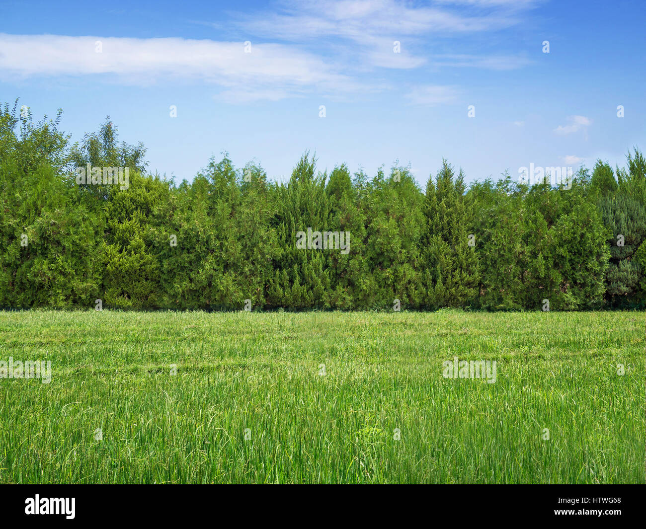 Green grass and trees Stock Photo - Alamy
