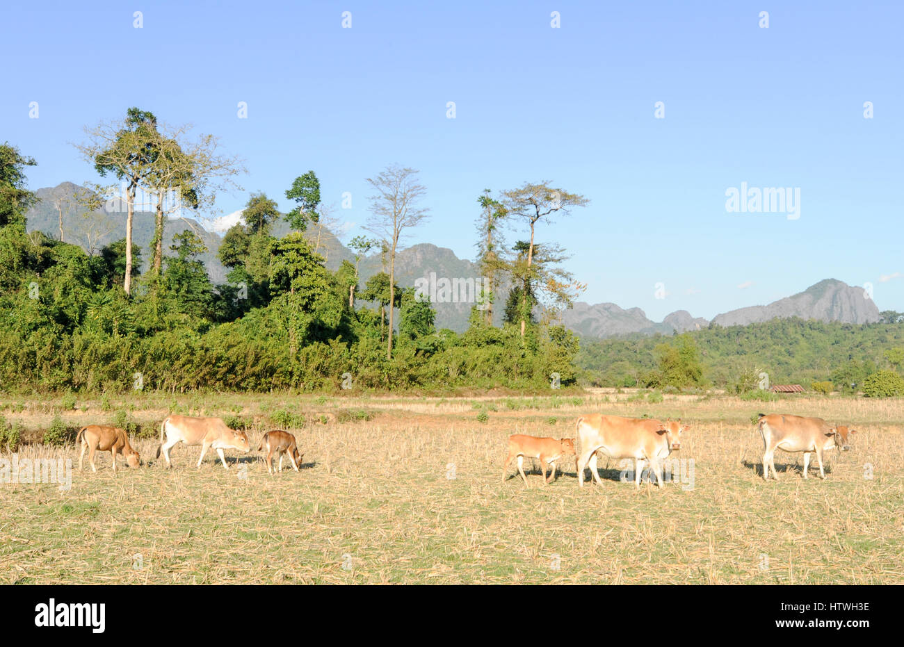 Cows grazing near the Vang Vieng village in Laos Stock Photo - Alamy