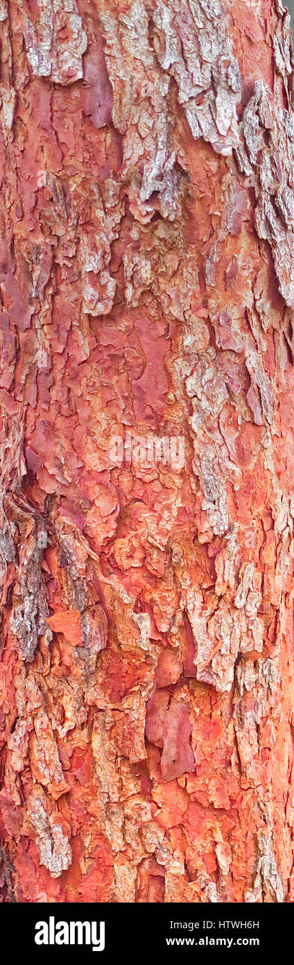 branding, wood texture, organic, natural color, organic pattern Stock ...