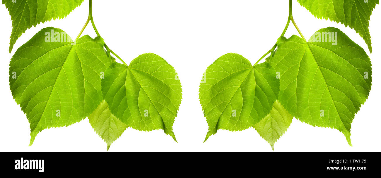 Frame of spring tilia leaves. Isolated on white background with copy ...