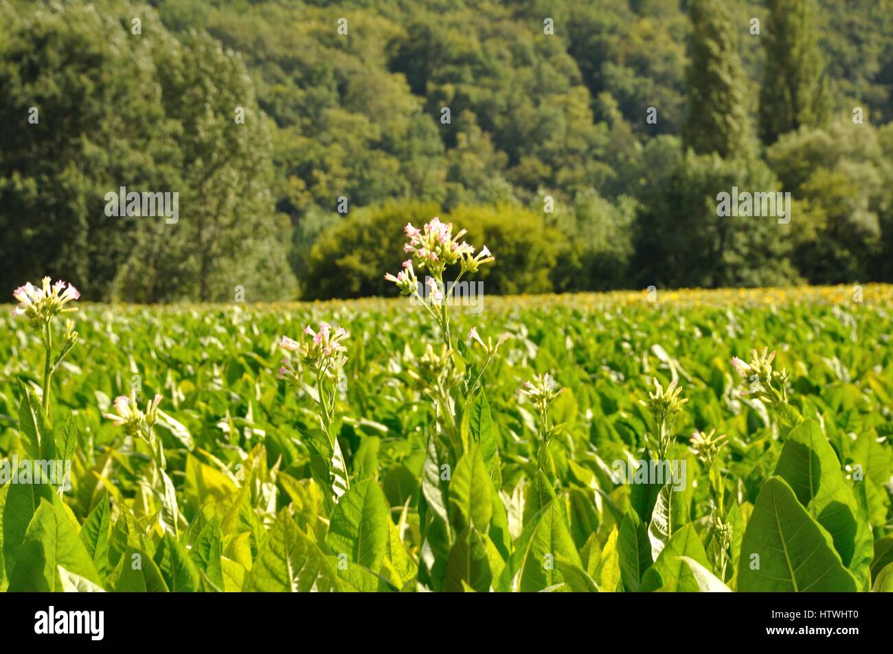 Champ de tabac en Dordogne Stock Photo - Alamy