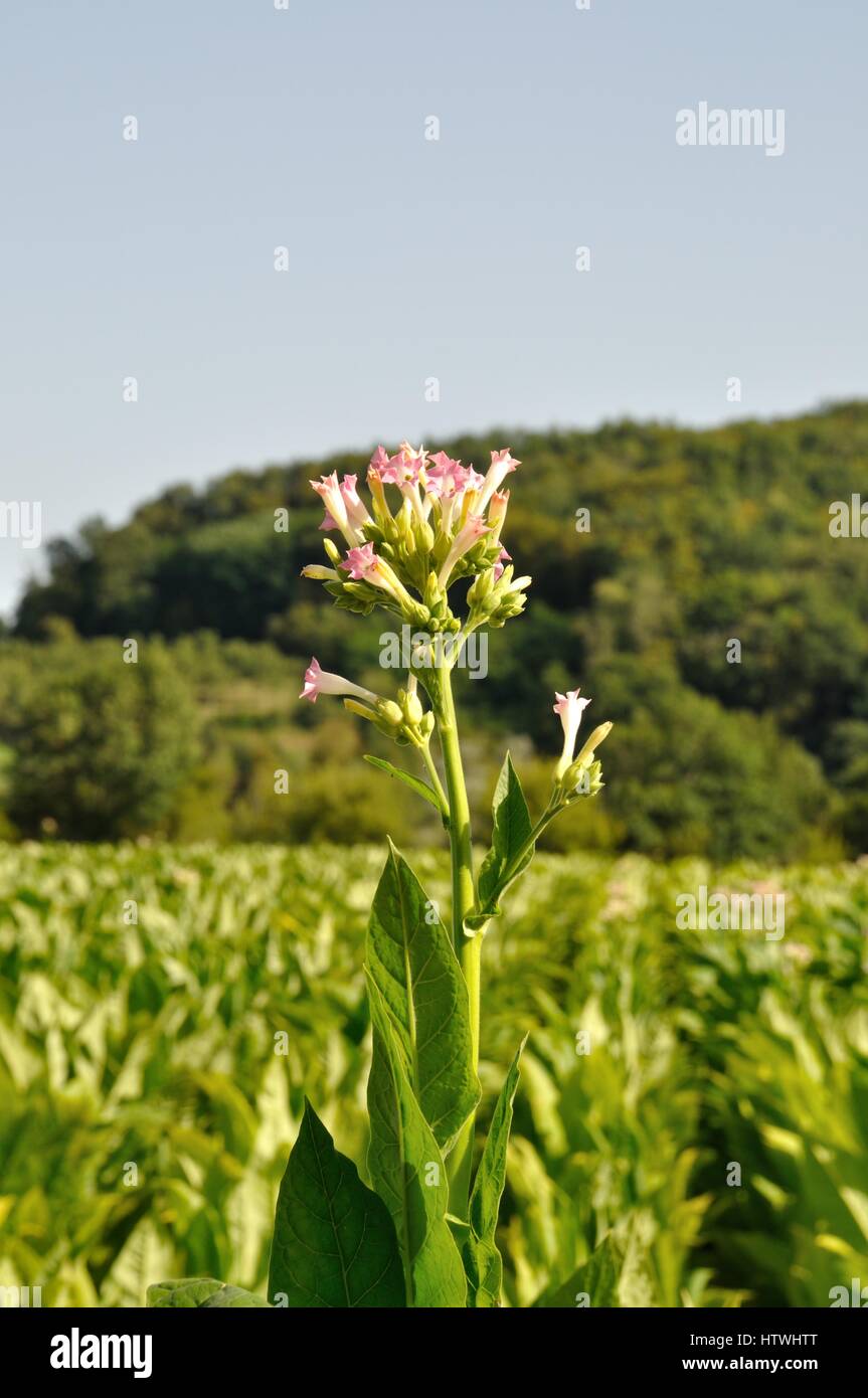 Champ de tabac en Dordogne Stock Photo - Alamy