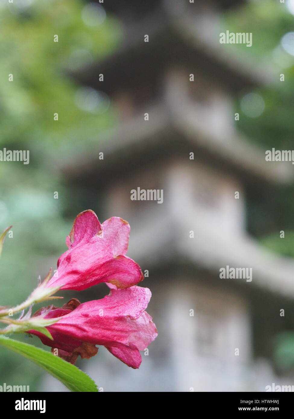 Pink Flowers in the Japanese Garden Stock Photo - Alamy