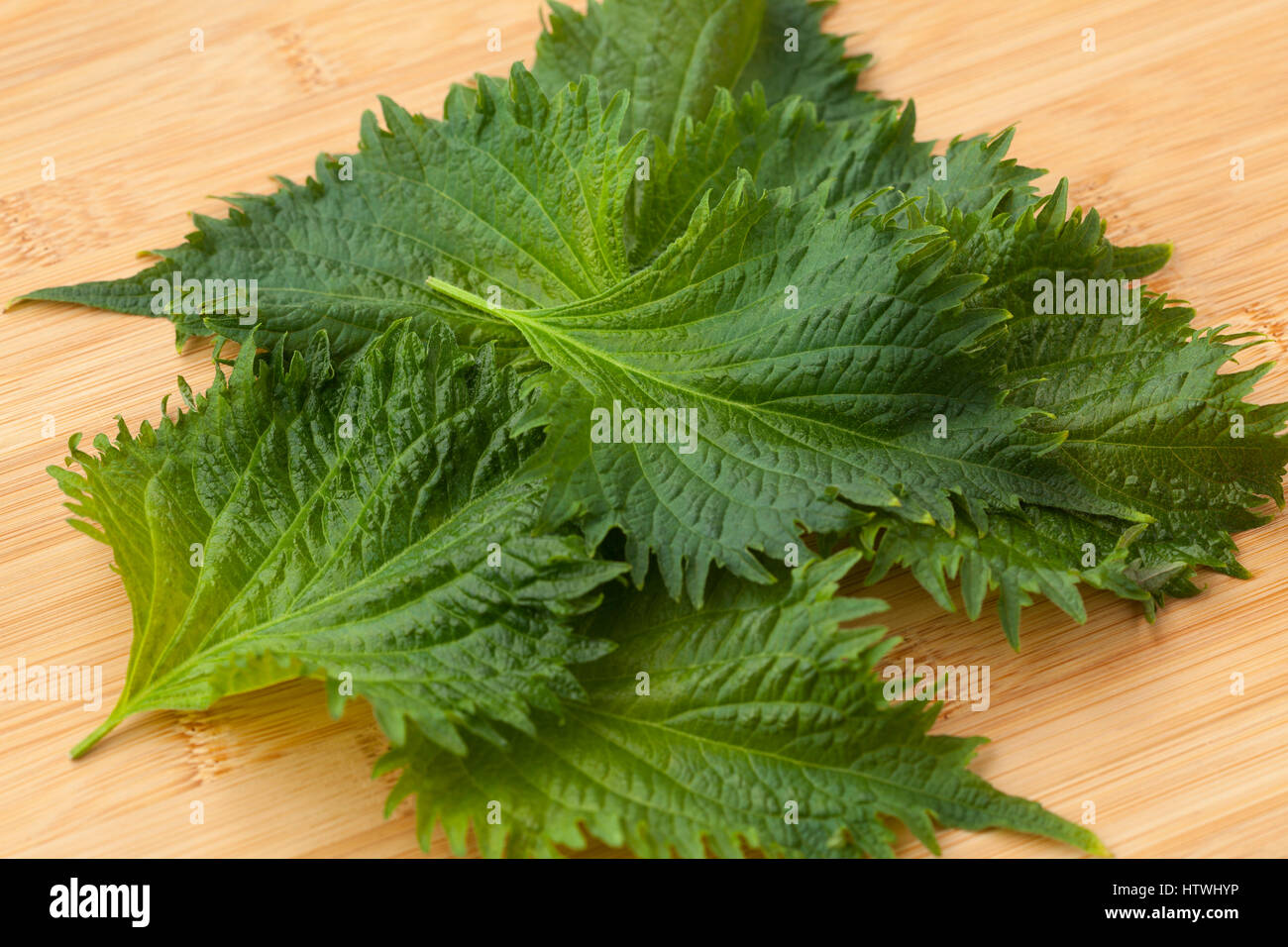 Green shiso hi-res stock photography and images - Alamy