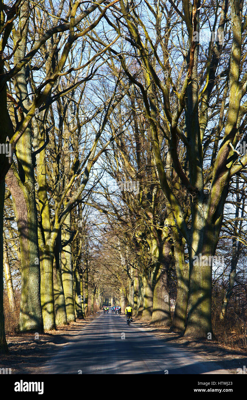 the road through the tall trees riding bikes Stock Photo - Alamy