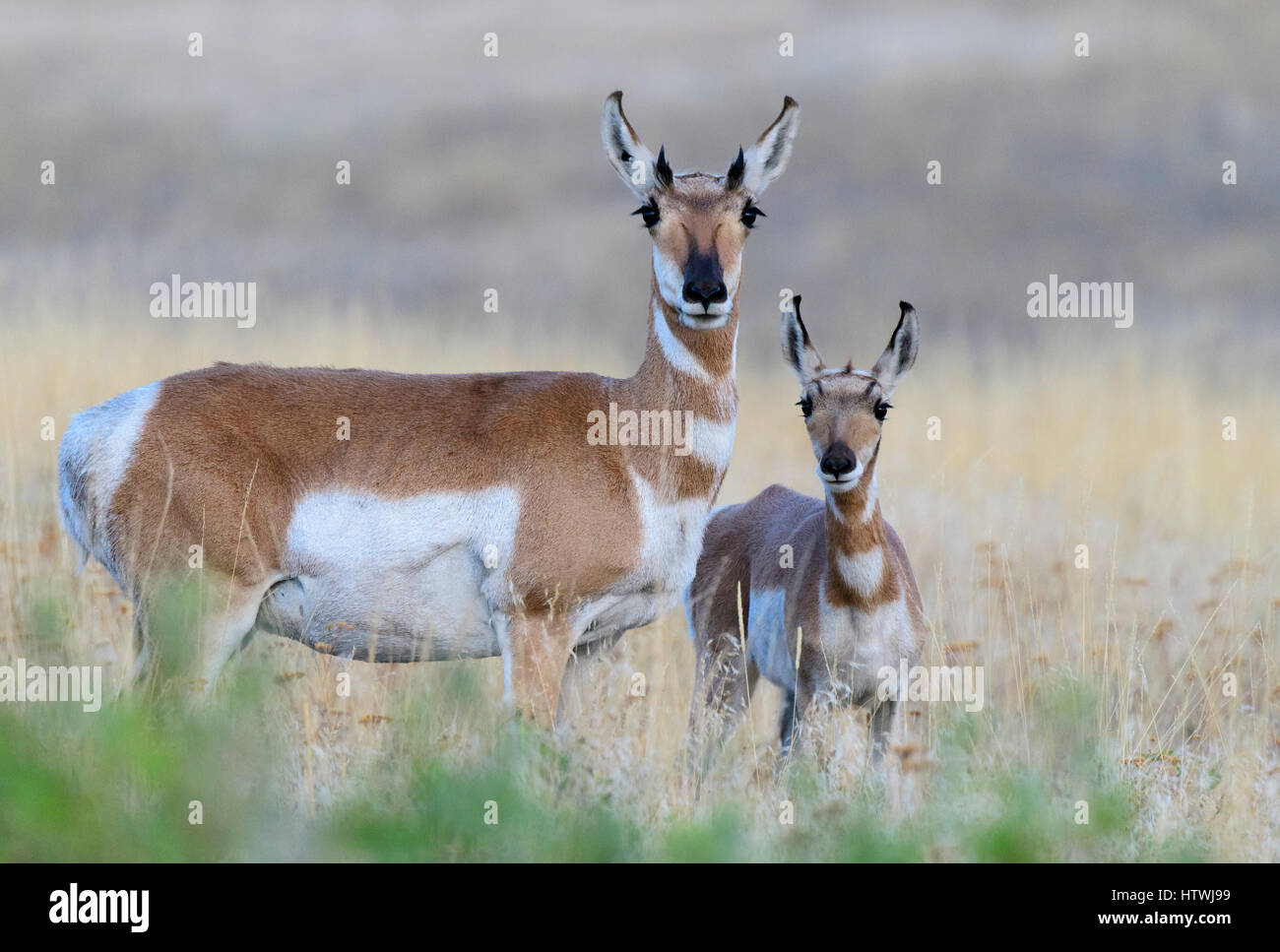 A pronghorn doe (Antilocapra americana) and her fawn, North America ...