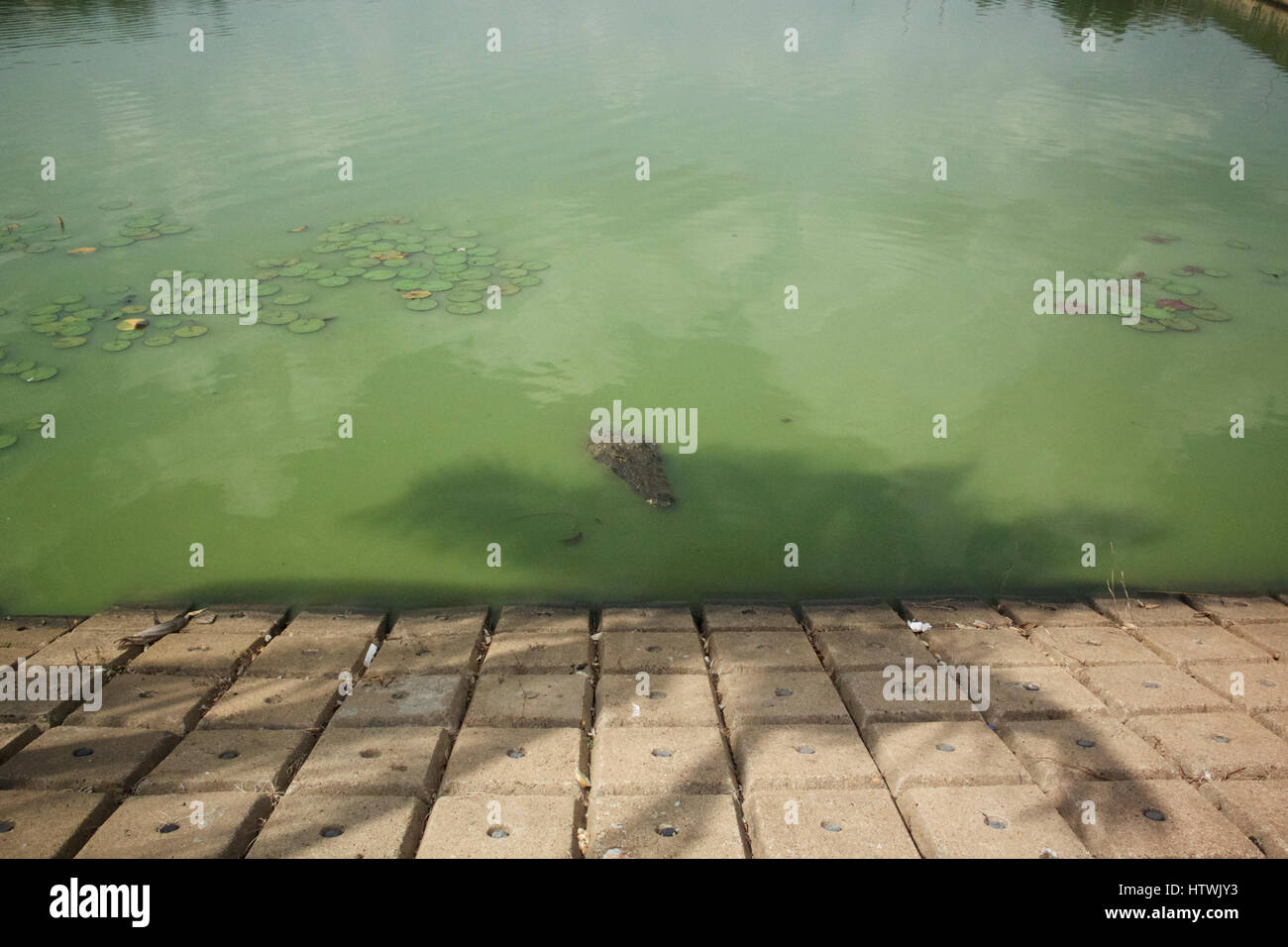 Hyppo in the old presidential palace in Yamoussoukro , Cote d'Ivoire ...