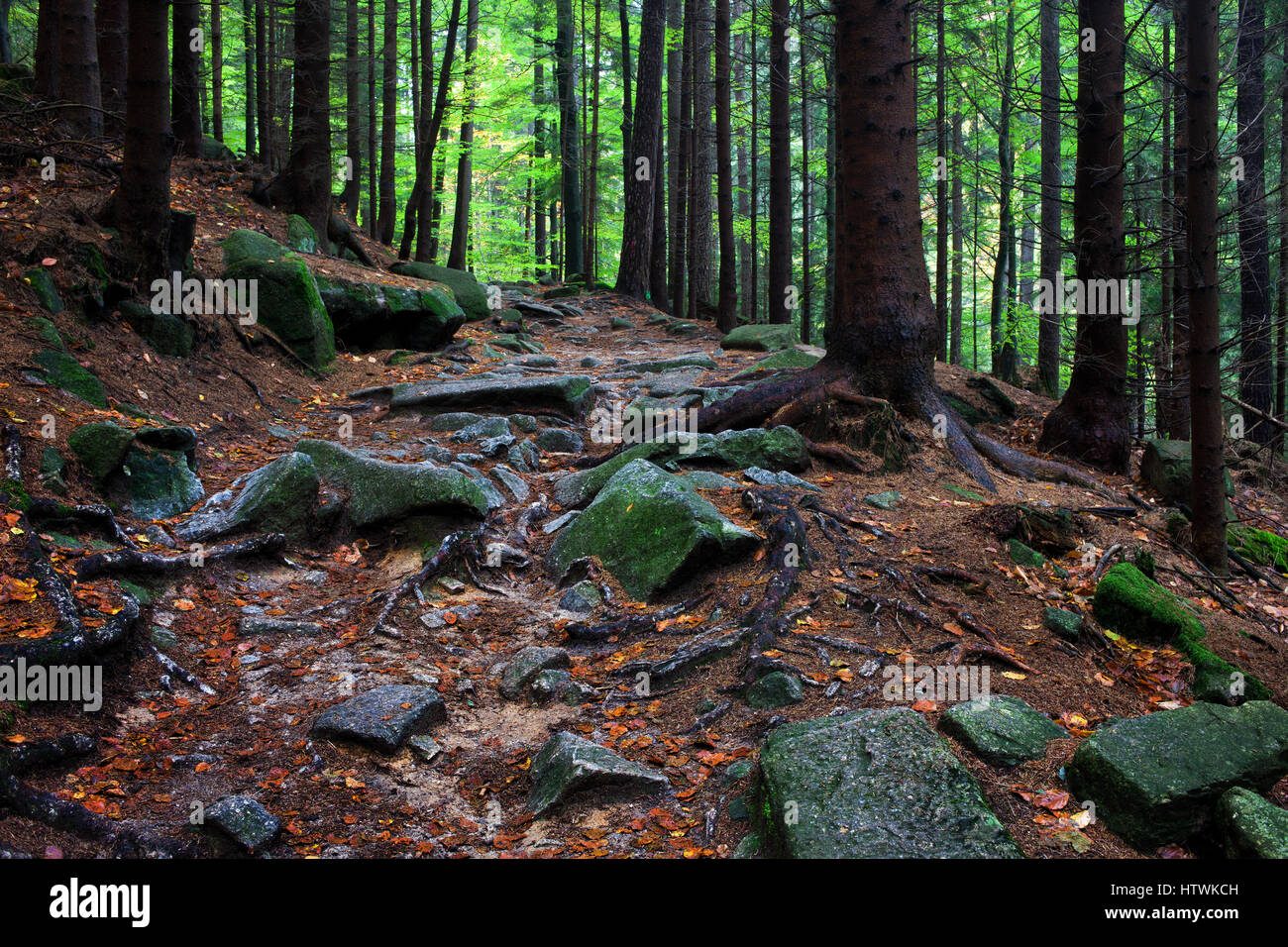 Trail along mountain slope, forest with rocks and tree roots Stock ...