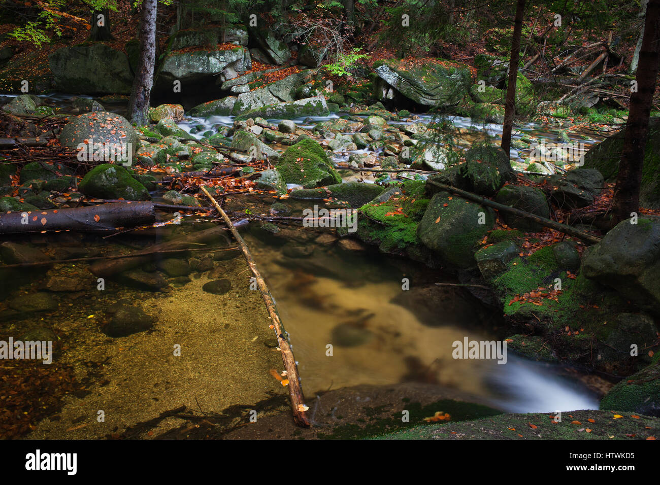 Small stream pool divided, separated by tree, one half with smooth and ...