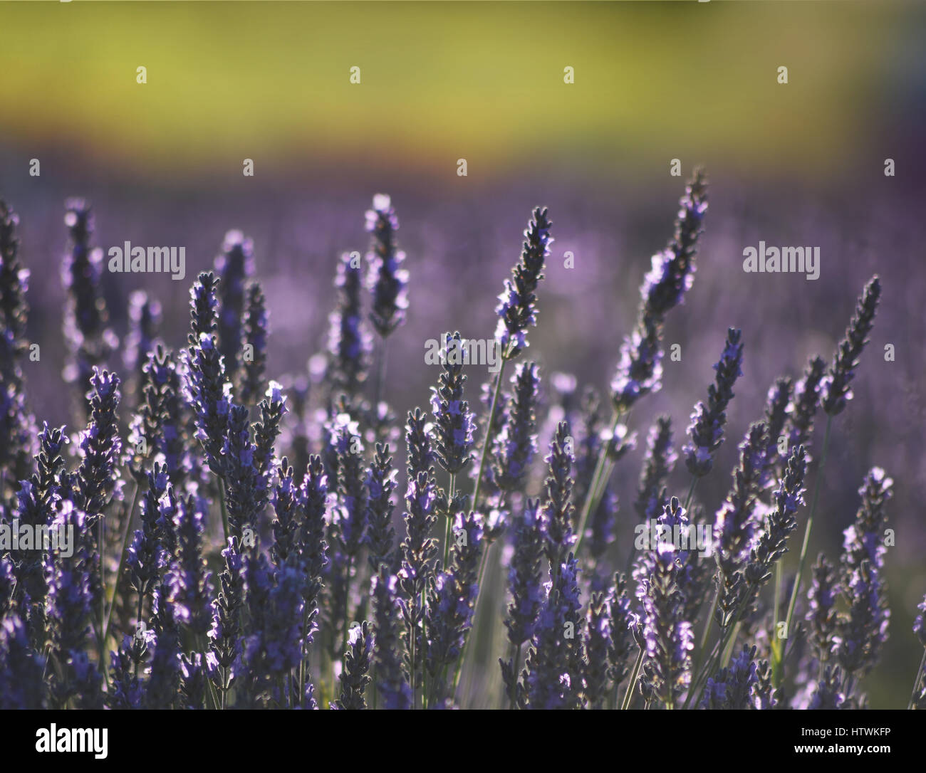 Growing lavender hi-res stock photography and images - Alamy