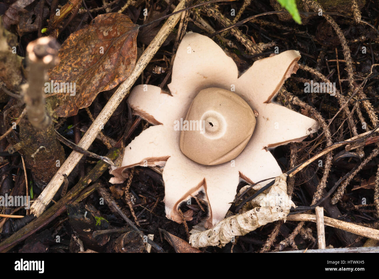 Rounded earthstar, Geastrum saccatum, growing in the White Spruce ...