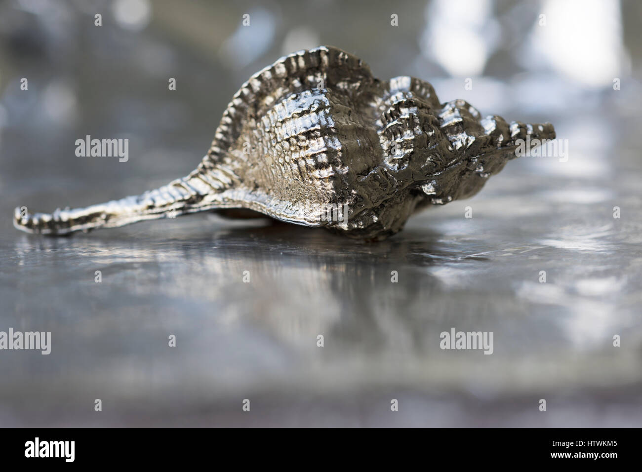 Silver shell on reflective silvery background Stock Photo - Alamy