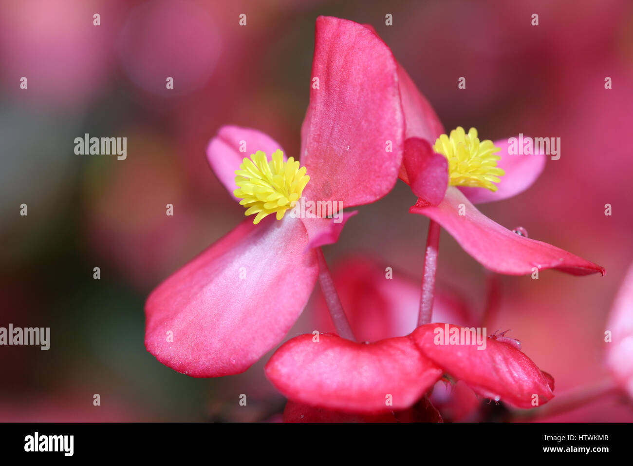 flower close up nature background Stock Photo - Alamy