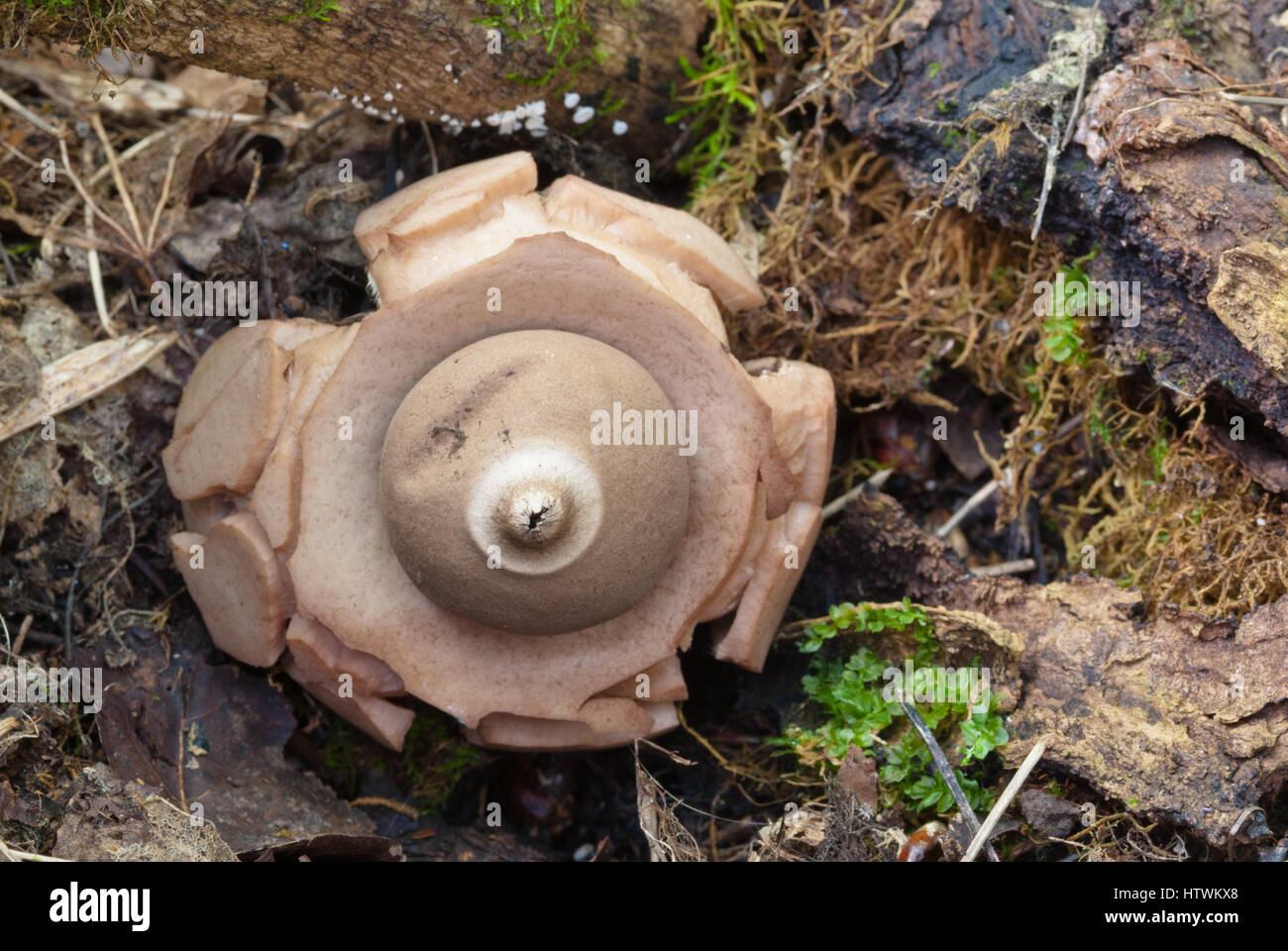 Collared earthstar, Geastrum triplex, growing in a forested region of ...