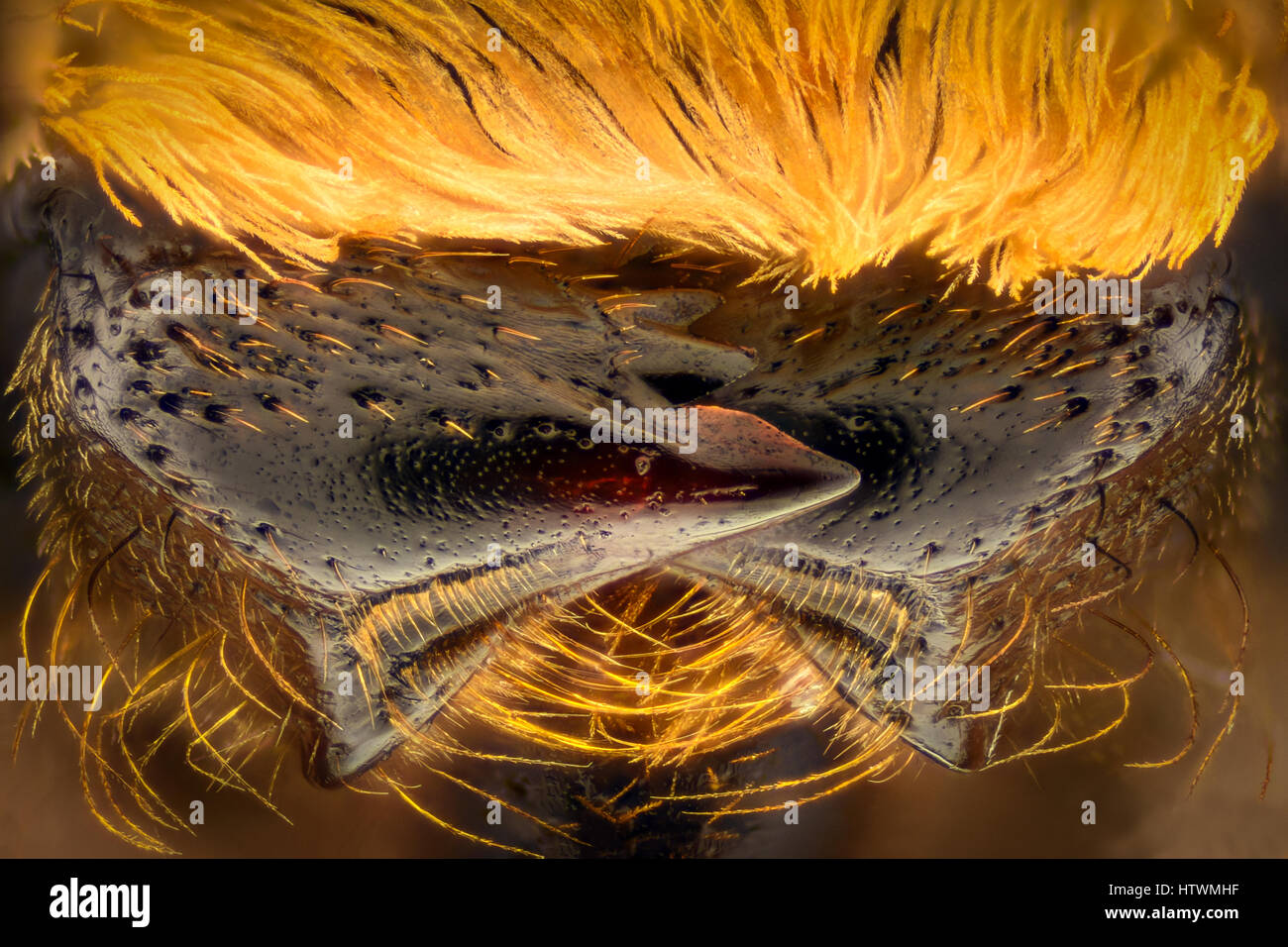 Extreme magnification - Bee jaws 10x magnification Stock Photo - Alamy