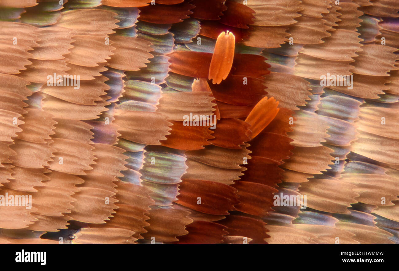 Extreme magnification - Butterfly wing scales, Vanessa Atalanta, 20x ...