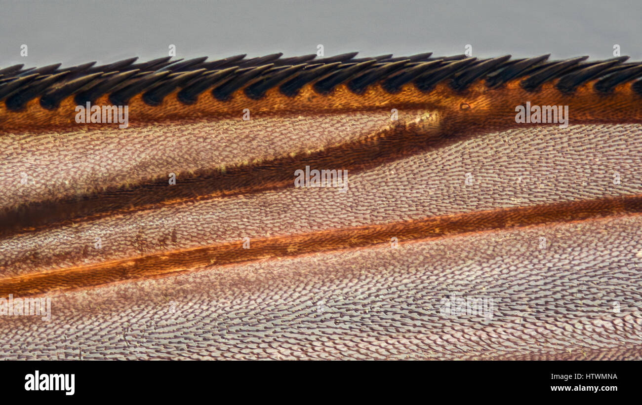 Wing fly wing microscope hi-res stock photography and images - Alamy