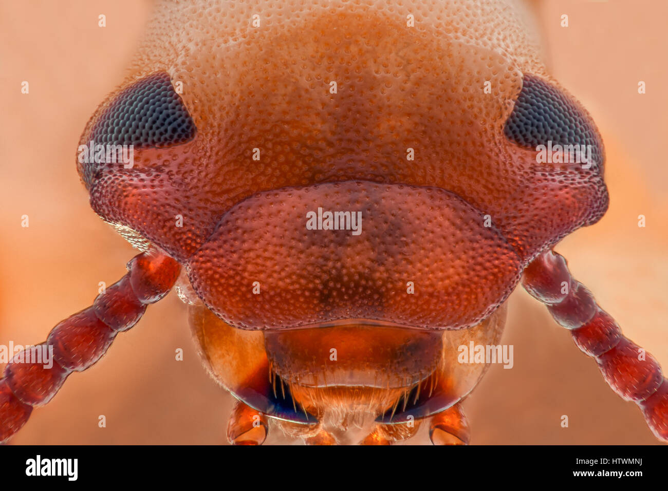 Tenebrio molitor hi-res stock photography and images - Alamy