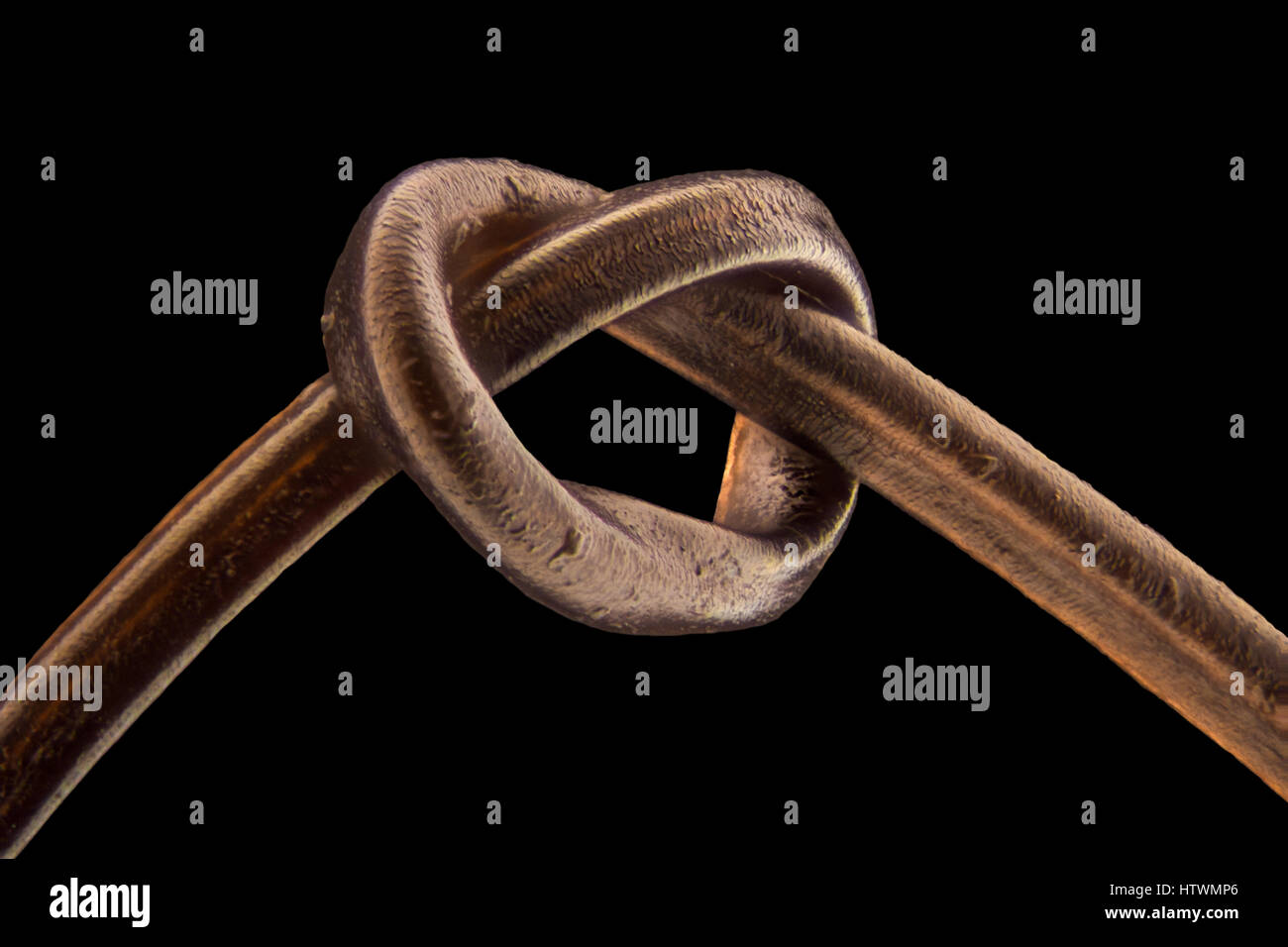 Human hair microscope hi-res stock photography and images - Alamy