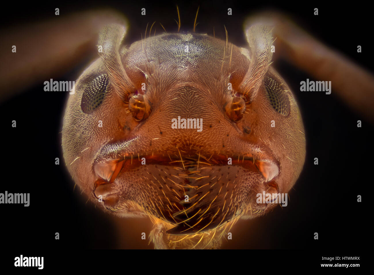 Extreme magnification - Ant head details Stock Photo - Alamy