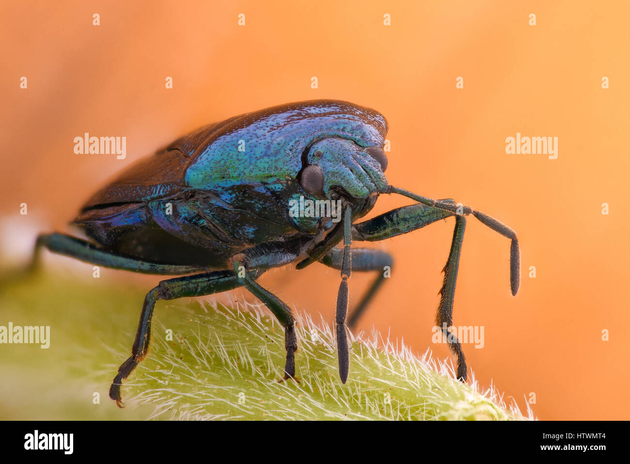 Extreme magnification - Blue shieldbug, Zicrona Caerulea Stock Photo ...