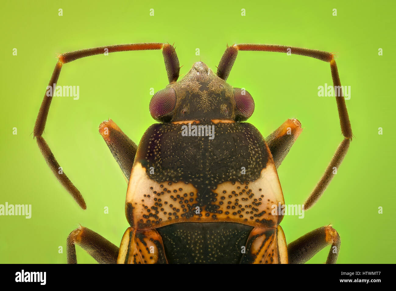 Extreme magnification - Top view of a small bug Stock Photo - Alamy