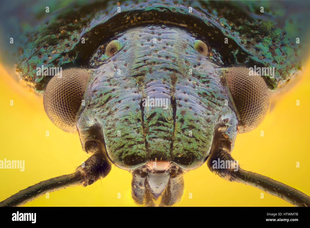 Extreme magnification - Blue shieldbug, Zicrona Caerulea Stock Photo ...