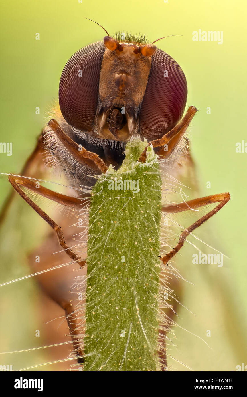 Microscopic view eye fly hi-res stock photography and images - Alamy