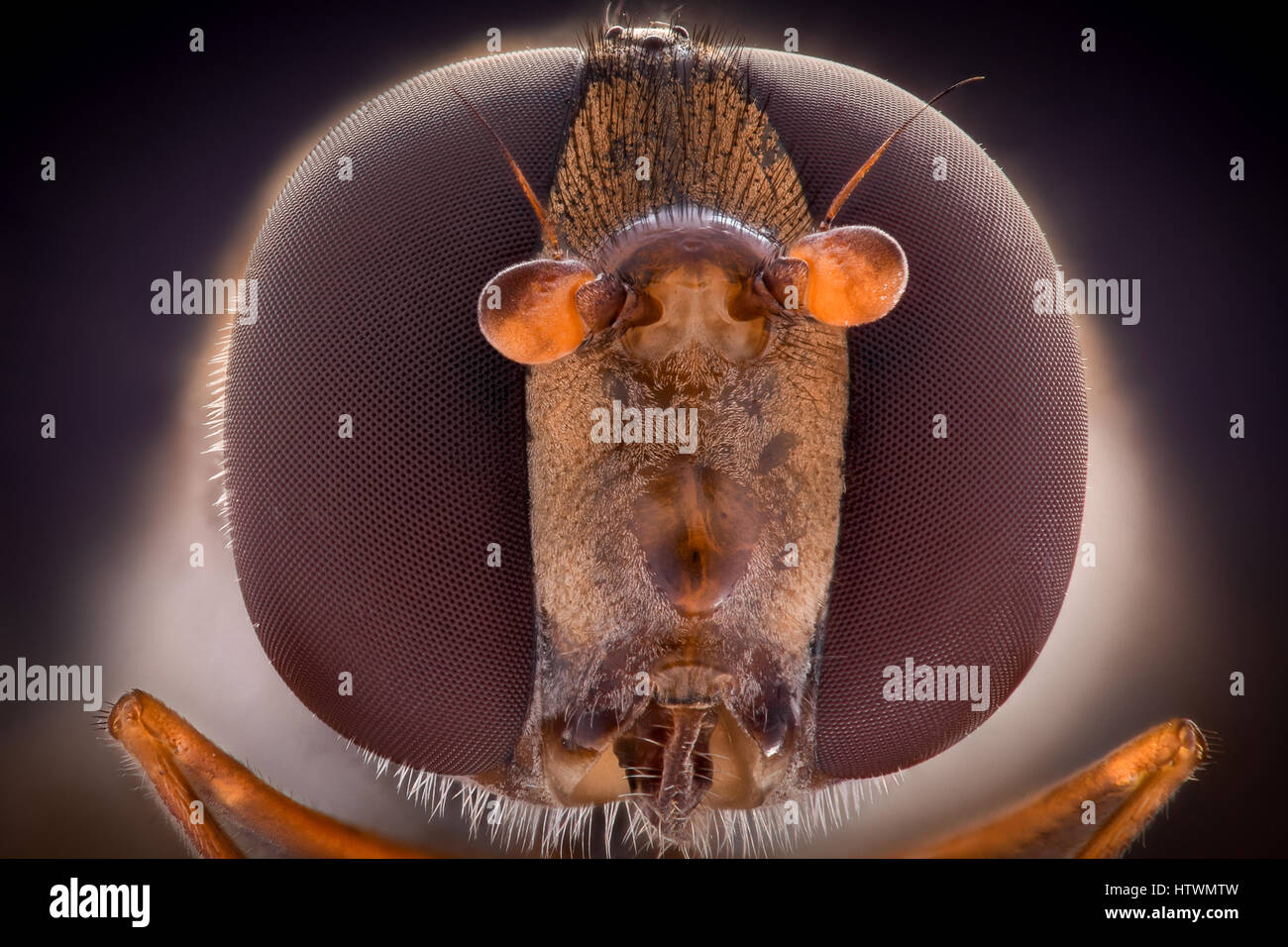Extreme magnification - Hoverfly, front view Stock Photo - Alamy