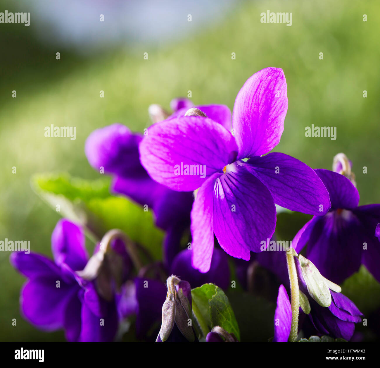 Violets in close up over defocused background, horizontal image Stock ...