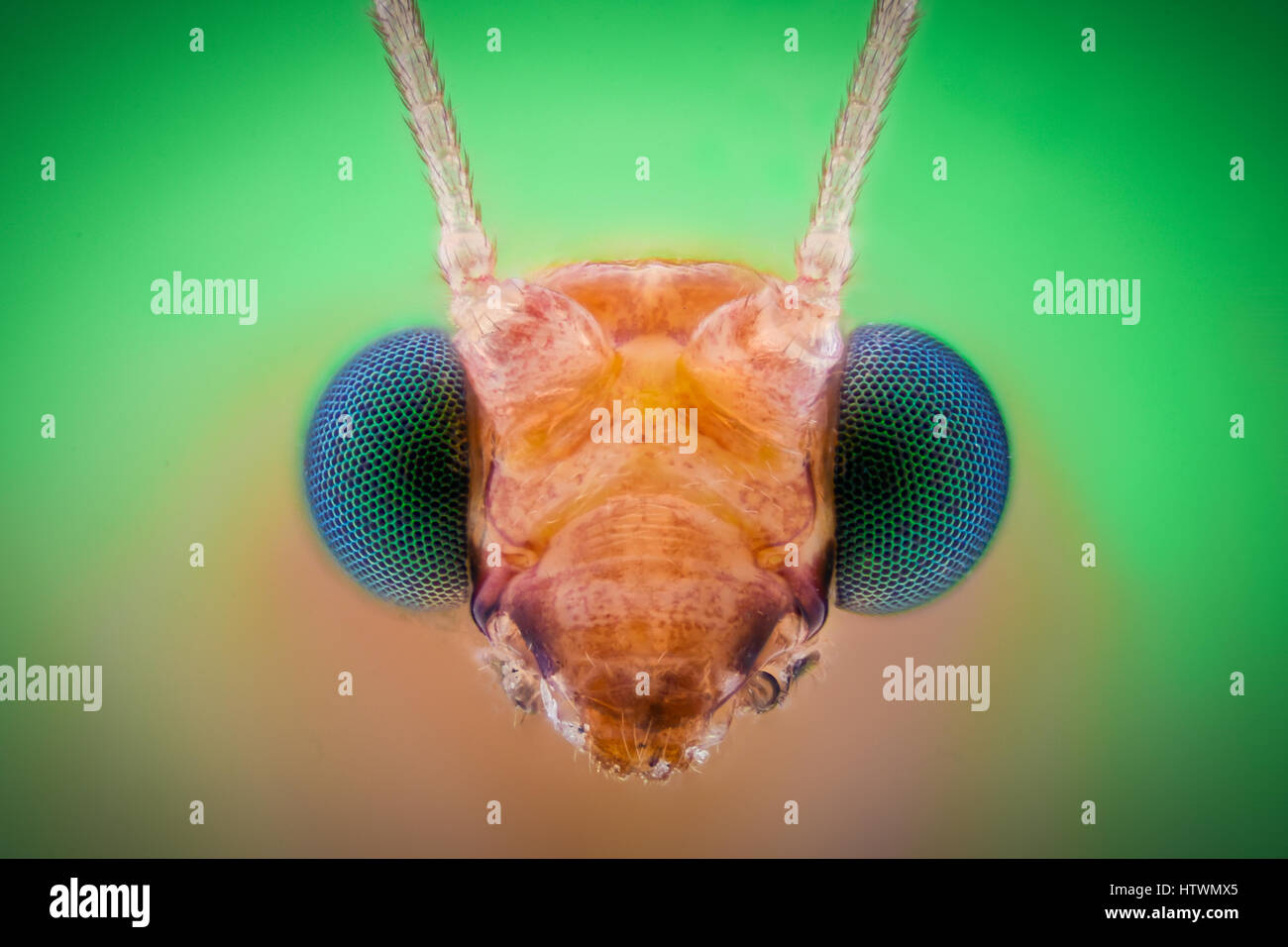 Extreme magnification - Lacewing head Stock Photo - Alamy