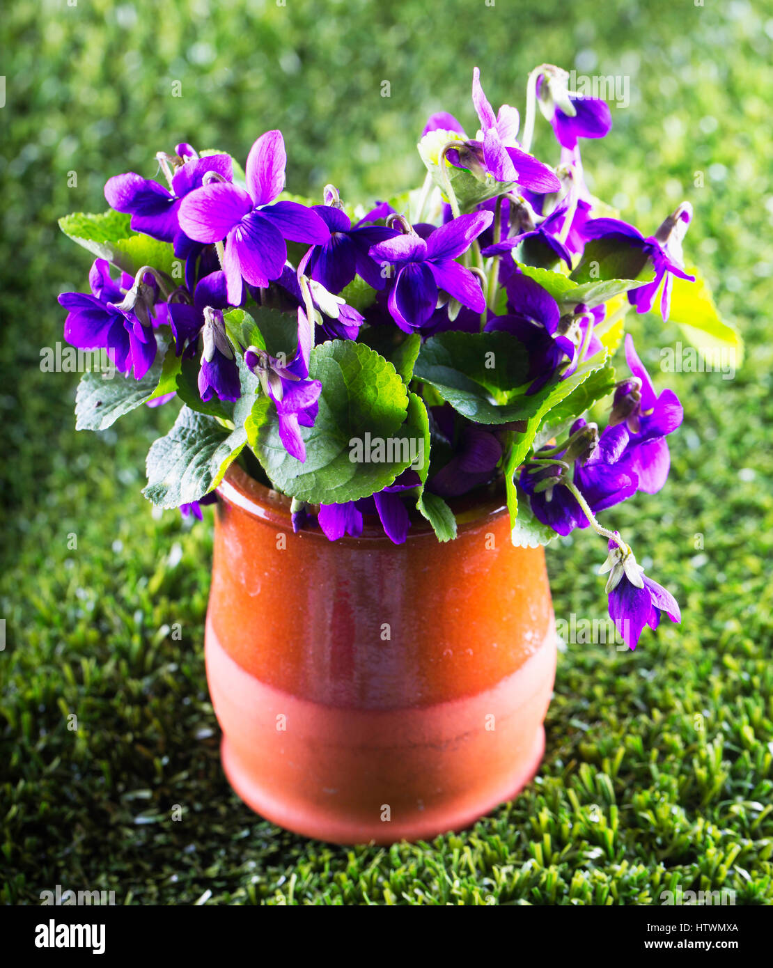 Violets in a vase over green grass, vertical image Stock Photo - Alamy
