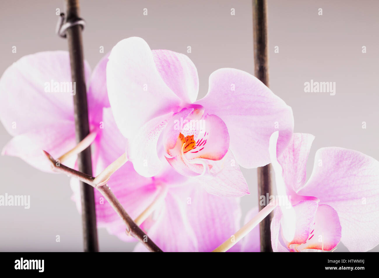Pink orchid in close up, horizontal image Stock Photo - Alamy