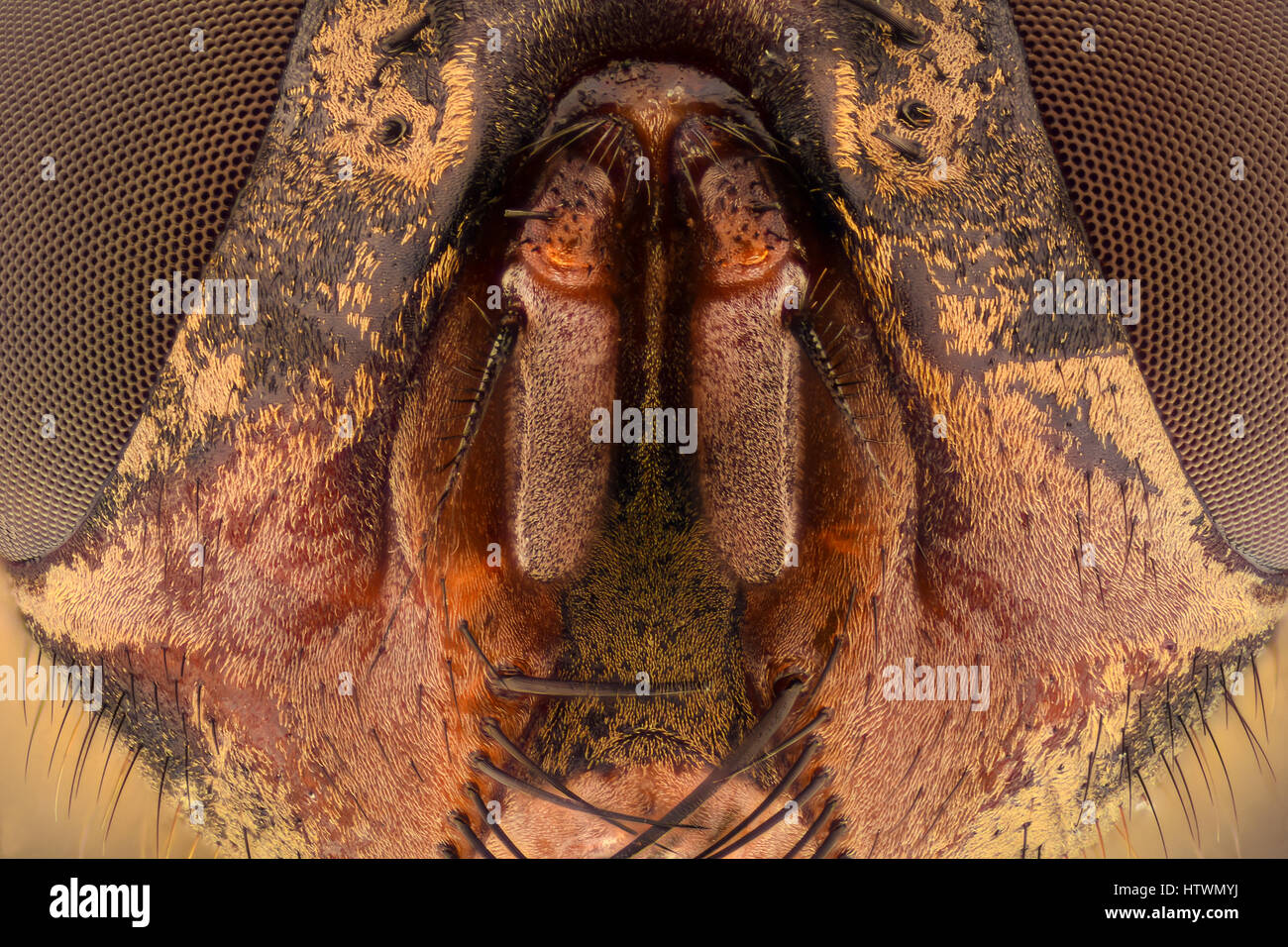 Detailed extreme close up surface hi-res stock photography and images ...