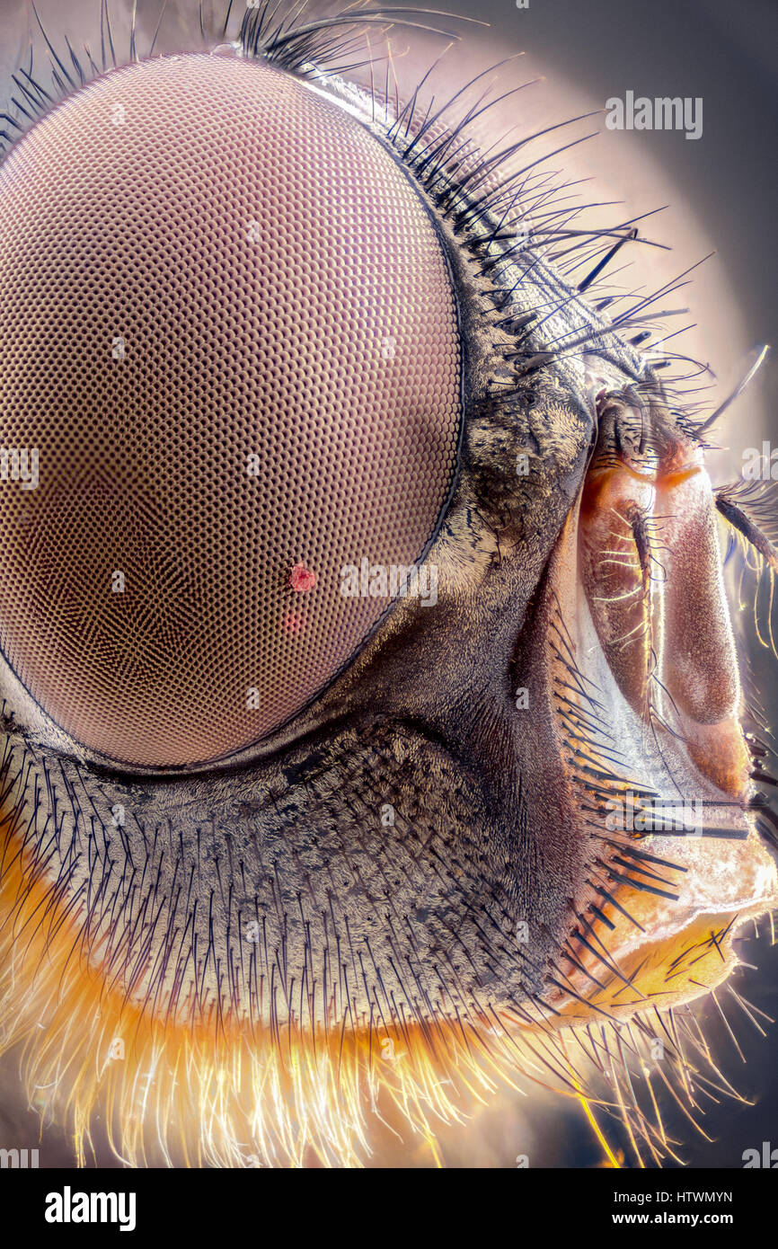 Fruit fly microscope hi-res stock photography and images - Alamy