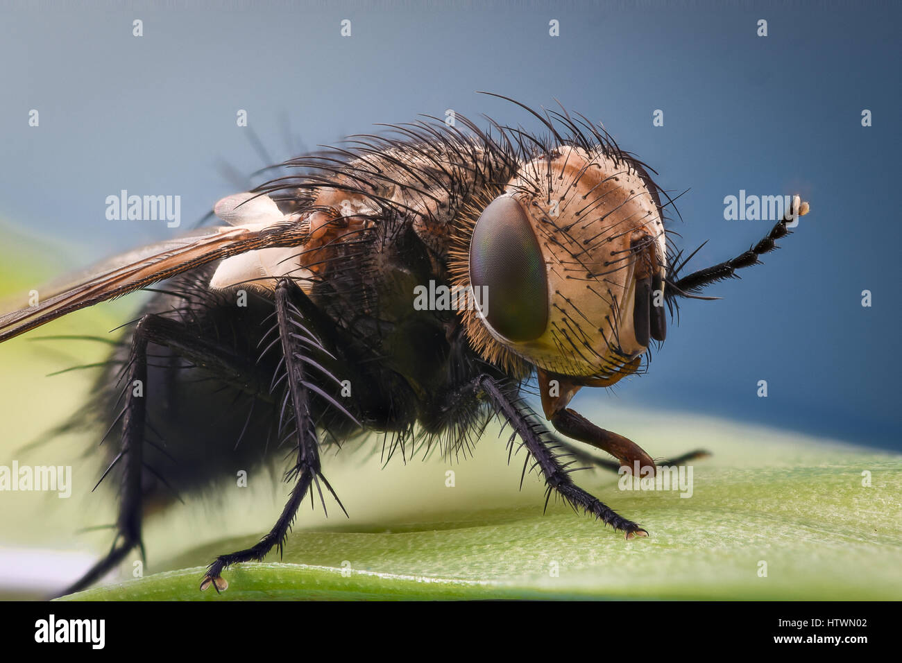 Extreme magnification - Fly sitting on a leaf and waving Stock Photo ...